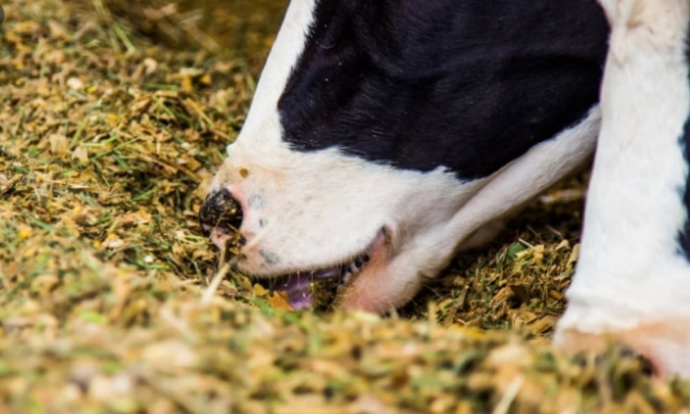 “Snaplage”: nova opção na produção de silagem de milho