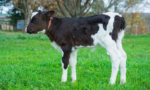 4 doenças mais comuns em bezerros