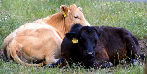 8 maneiras de evitar a varíola bovina