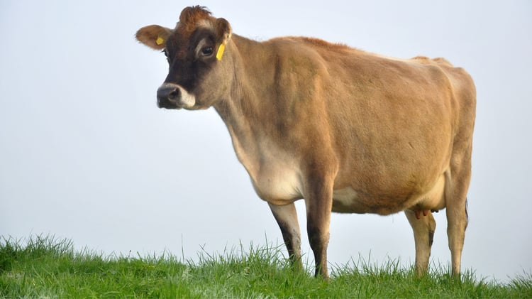 Vacas Jersey: tudo sobre a raça para propriedades leiteiras