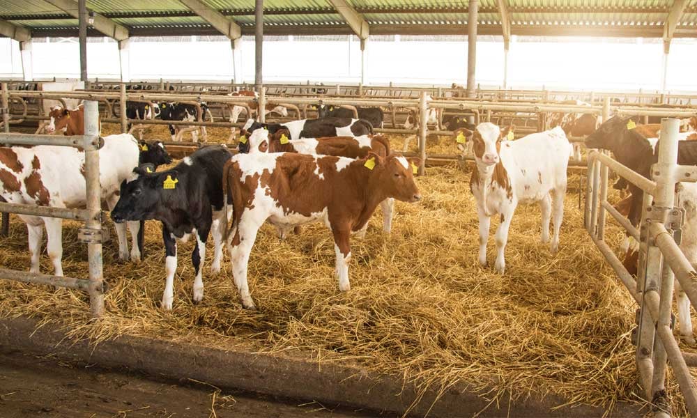 3 tipos de bezerreiro para propriedades leiteiras