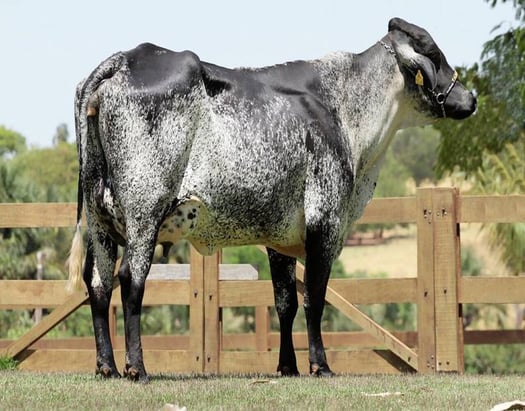 Principais características da raça Girolando