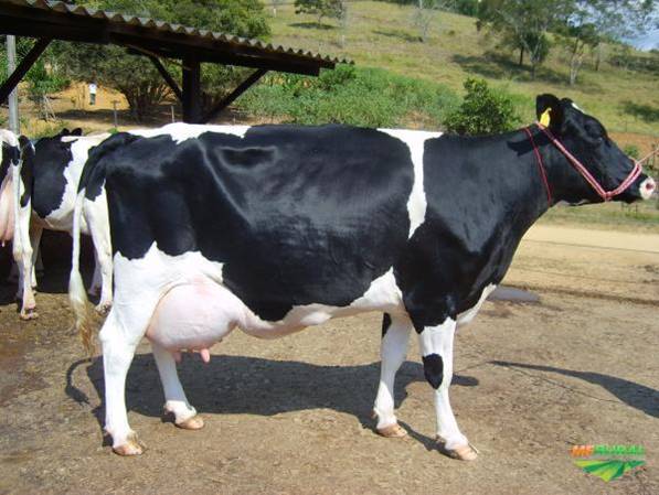 Principais características da raça Girolando