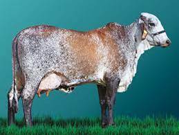 Principais características da raça Girolando