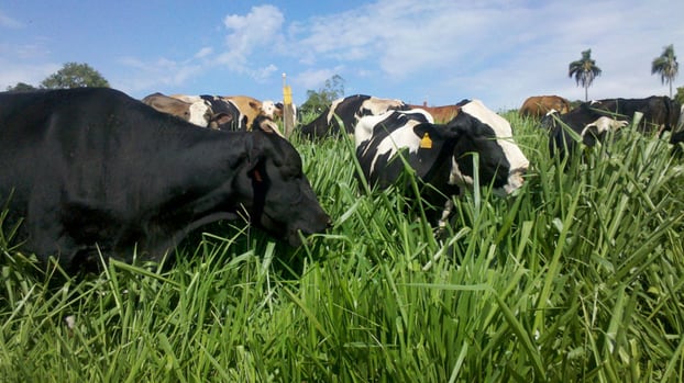 7 Dicas para a implantação do sistema de pastejo rotacionado