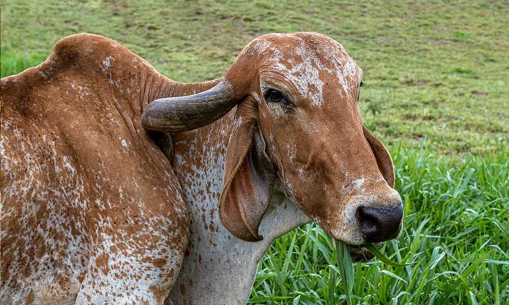 Tudo o que você precisa saber sobre a criação de Gir Leiteiro