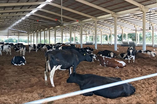 Tudo sobre a cama de Compost Barn para fazendas leiteiras