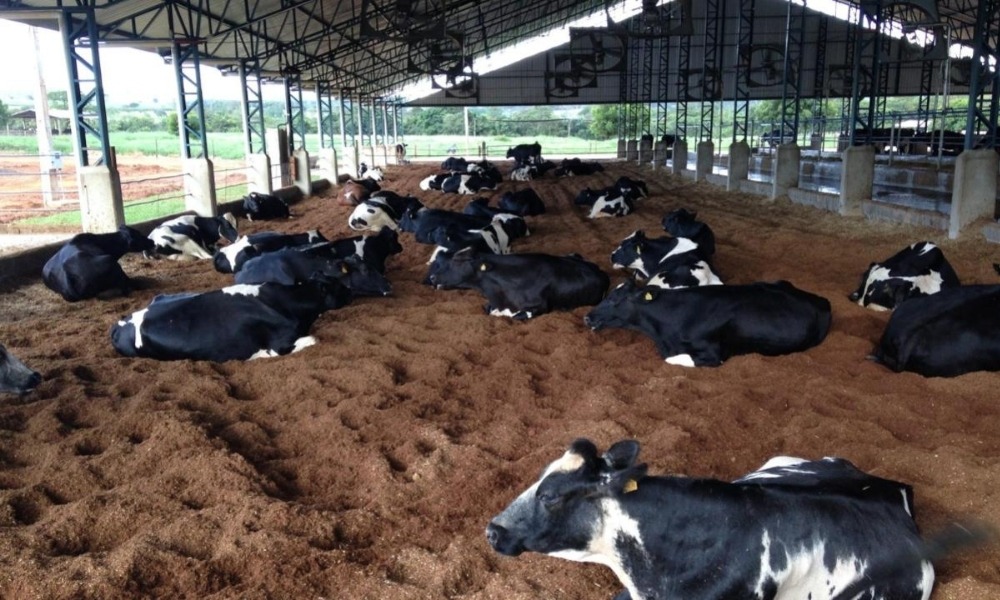 Como evitar riscos sanitários no compost barn?