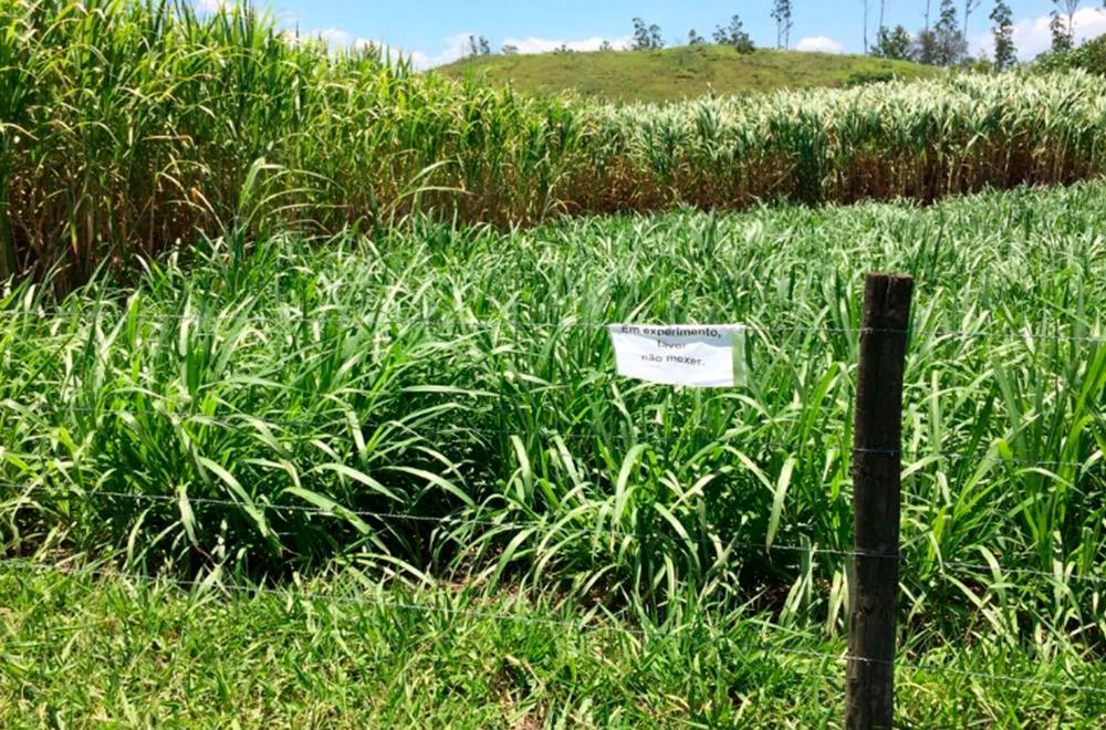 Qual o tempo de colheita do capim elefante a ser oferecido no cocho?