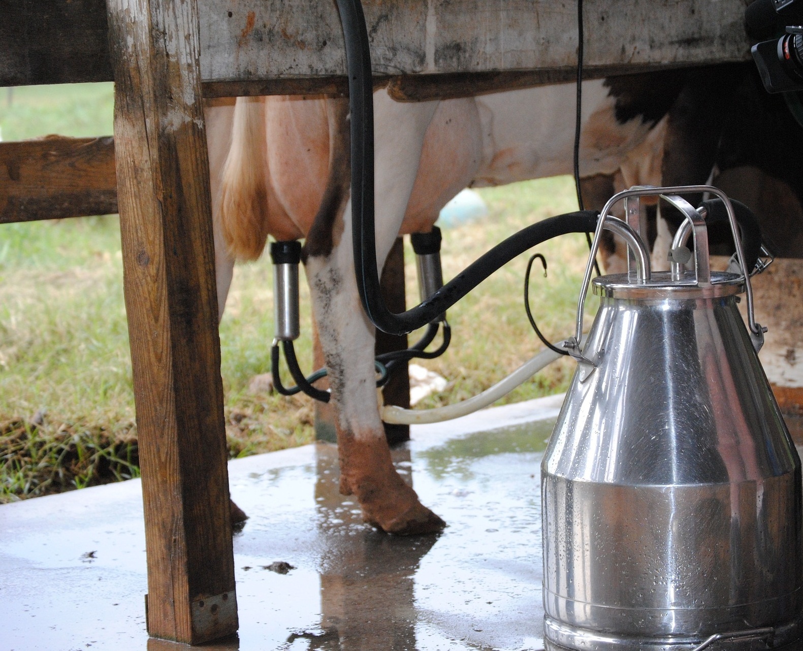 Mastite clínica e subclínica: sintomas, prevenção e tratamento